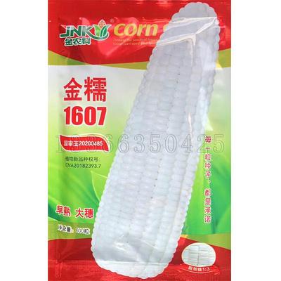 金糯1607玉米种子 春播早熟大棒白色甜加糯玉米白粘苞谷种口感好