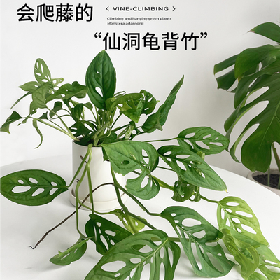 洞洞龟背竹室内好养新手小绿植