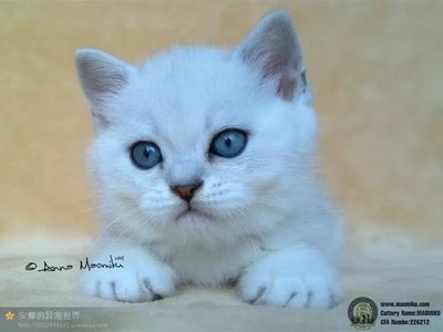 纯种渐层英国短毛猫