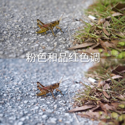 粉色和品红色调LUT AppleLog2O-LogRec.709Gamma2.4手机GP一加Ace