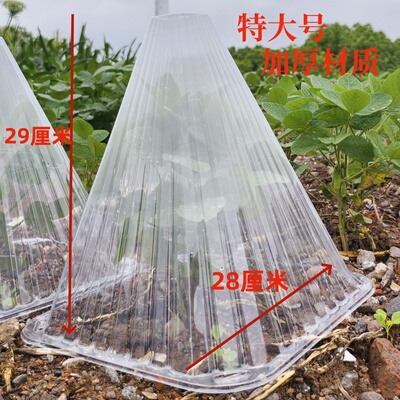 特大号加厚锥形透明塑料保护罩