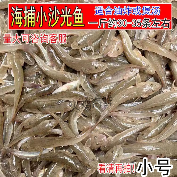 鲜活小号沙光鱼新鲜沙逛鱼海鲶鱼1斤30-35条推浪鱼海鱼连云港特产