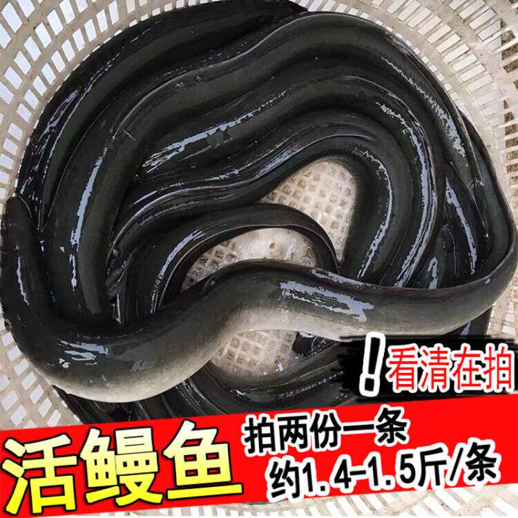 鲜活鳗鱼新鲜鳗鱼整条河鳗鱼白鳗海鲜水产1条1.4斤-1.5斤拍2份1条