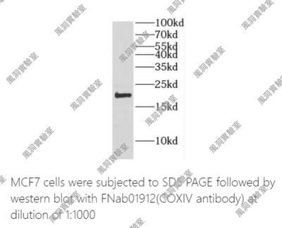 FineTest一抗 内参抗体COX4I1 antibody,COX IV-1/COX4未标记一抗