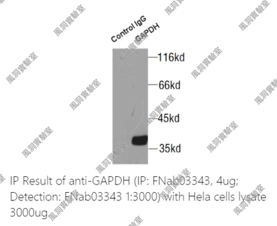 FineTest未标记一抗 GAPDH antibody，适用ELISA,IHC,WB,IF,FC,IP
