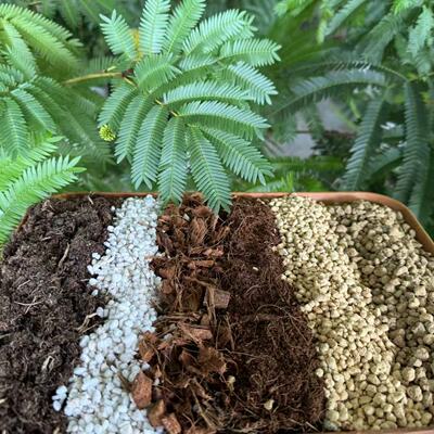 家与禾密叶猴耳环专用土