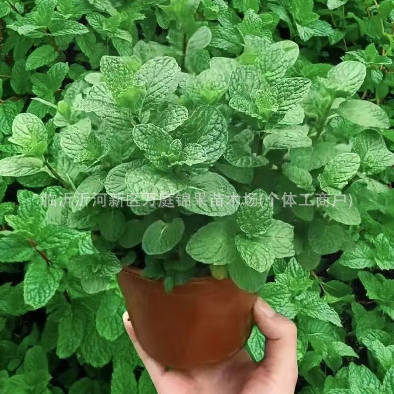 薄荷盆栽可食用大苗柠檬猫薄荷叶迷迭香绿植室内盆栽植物驱蚊好养