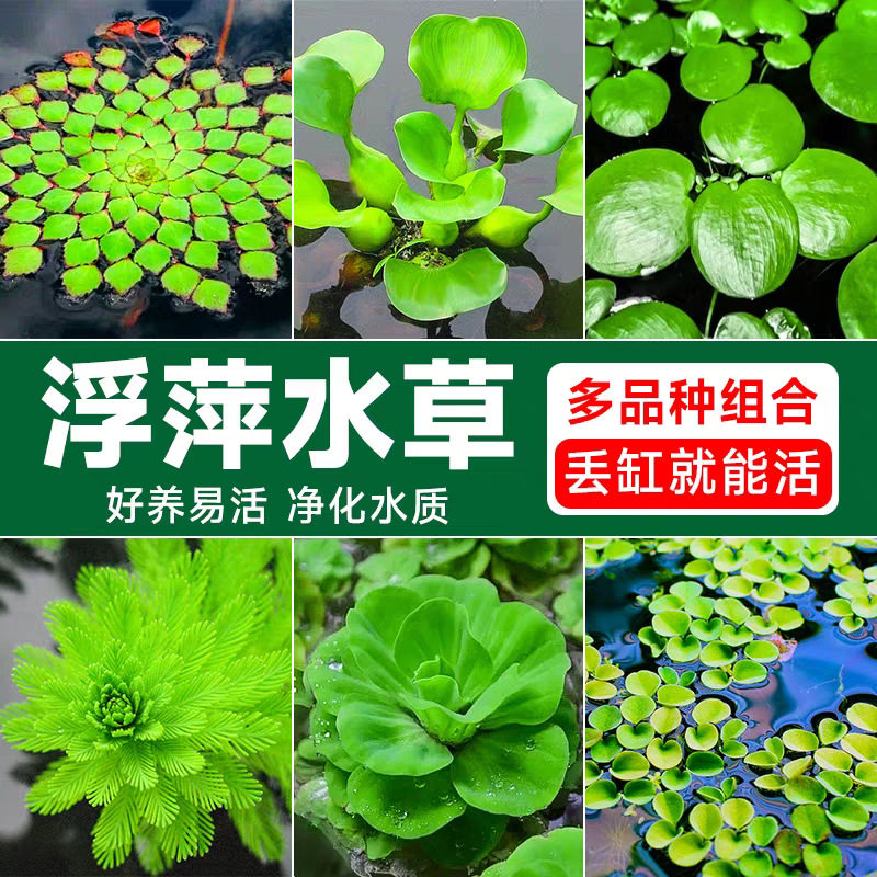 鱼缸浮萍水草水芙蓉大叶浮萍鱼缸水草圆心萍漂浮水草净化水质