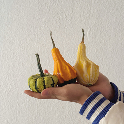 【云花甄选】进口福寿葫芦摆件真的花云南客厅摆件观赏果实类花材