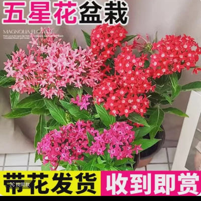 【繁星花】耐热五星花盆栽阳台植物庭院四季开花 花卉花季带花