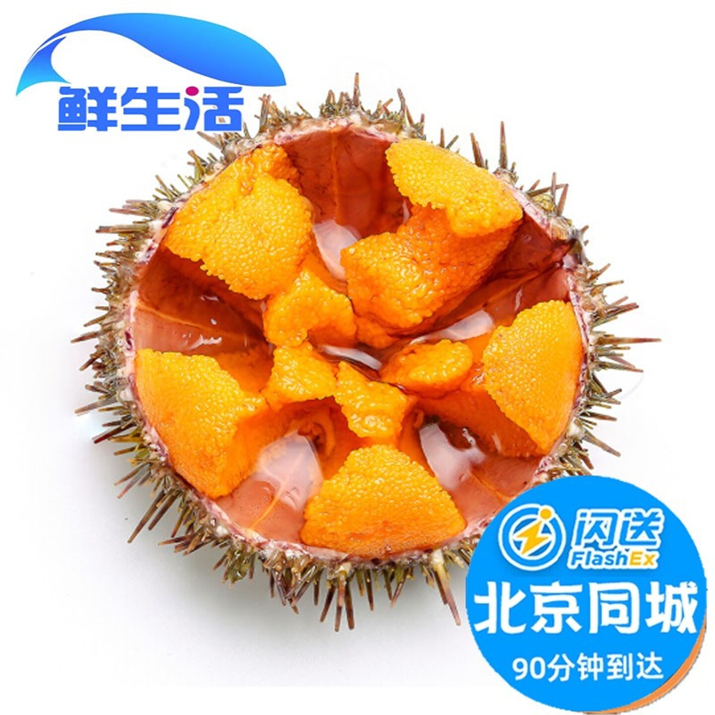 2只1份 北京闪送 鲜活马粪胆海胆黄金胆大连海鲜水产即食刺身现货
