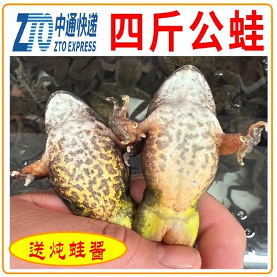 东北特产公林蛙 活蛤蟆 鲜活发货 长白山特产林蛙公蛤蟆