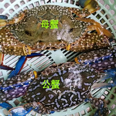 广东阳江南海兰花蟹新鲜冷冻