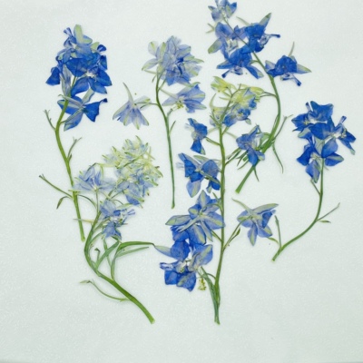 花未落INS风森系干花压花