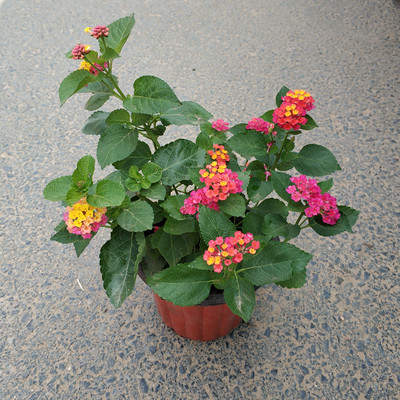 盆栽四季开花耐晒五色梅