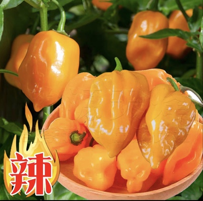 印度魔鬼椒种籽5粒5元  满28包邮