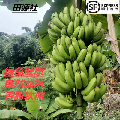云南山地丑香蕉麻子蕉老品种 无药水 顺丰陆运 嫌小嫌丑请勿下单
