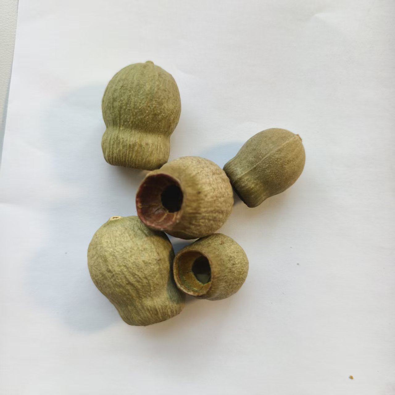 【咕嘟果】天然植物干花干果实森系创意设计花环相框圣诞制作材料