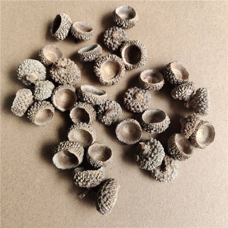 橡果帽橡树果壳橡子碗环创材料干花拍摄道具手工森系diy装饰果子