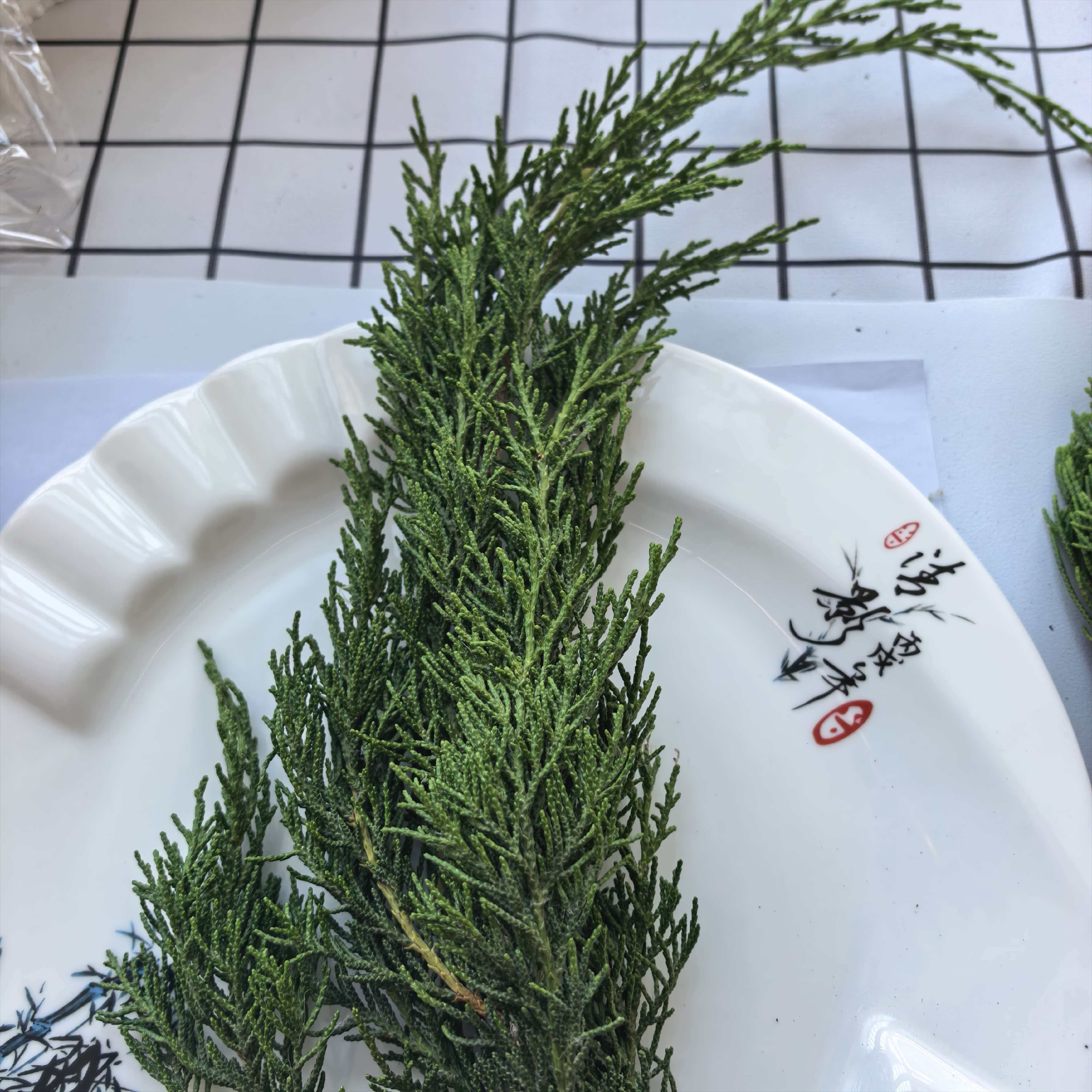 天然绿色松柏枝松针 圣诞节花环圣诞树手作材料 干花礼盒包装装饰