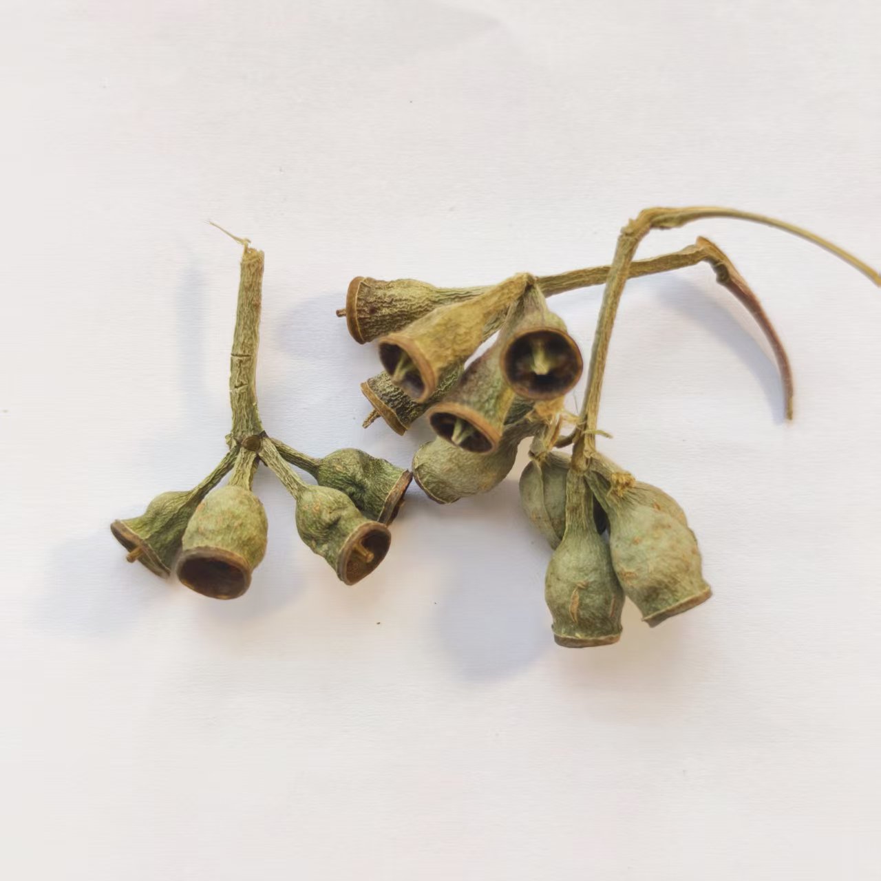 僵尸果森系自然干花真花手工材料干枝大桉树果家居装饰创意家居
