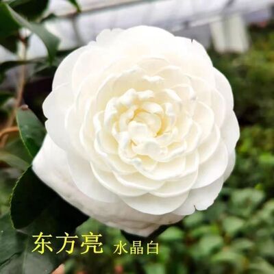 东方亮白色茶花绿植名贵花卉阳台庭院花苗植物好养盆栽传统名花