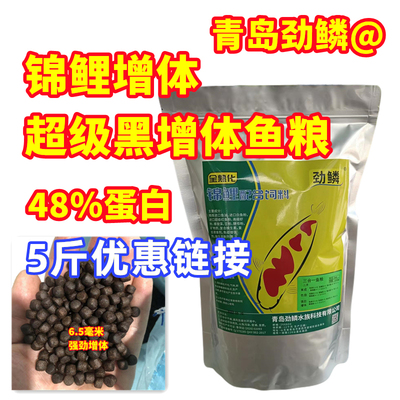 劲鳞高蛋白增体锦鲤鱼
