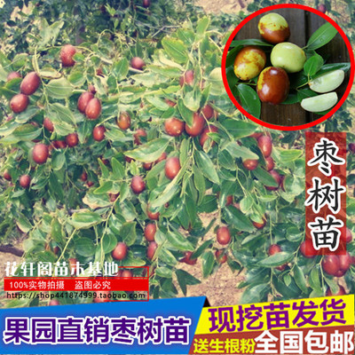 庭院果树苗 枣树树苗当年结果 嫁接沾化冬枣树苗盆栽南方北方种植