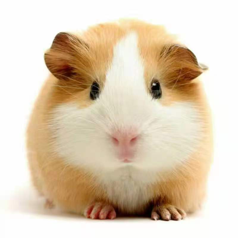 荷兰猪活体豚鼠活体公仔宠物豚鼠活物荷兰鼠鼠宝宝彩豚自家繁殖