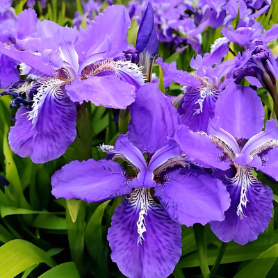 鸢尾花苗紫色鸢尾庭院地栽宿根多年生耐寒耐热好养植物