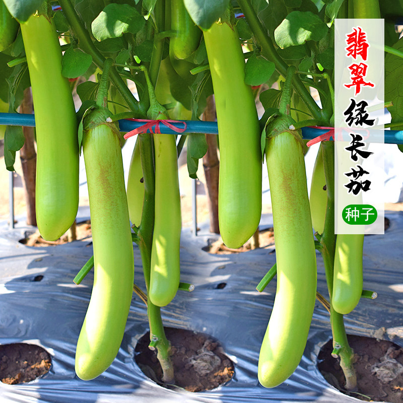绿长茄茄子种子绿冠青线茄子种籽春季秋季四季盆栽蔬菜苗幼苗孑