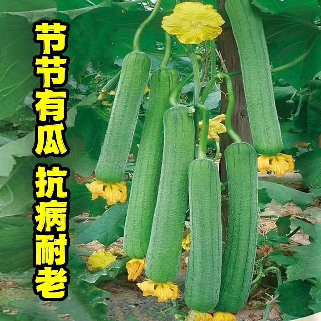 特大肉丝瓜种子高产春夏秋季长丝瓜籽农家庭院爬藤种子蔬菜菜种