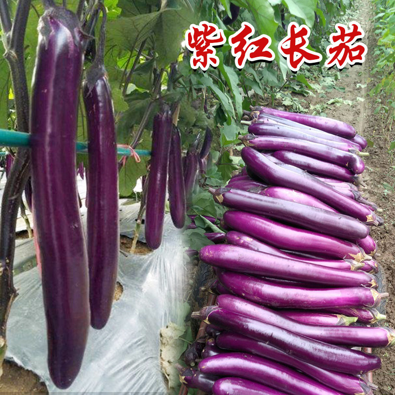 紫红长茄种籽农家紫茄子种子春夏秋冬四季阳台盆栽蔬菜种孑苗包邮
