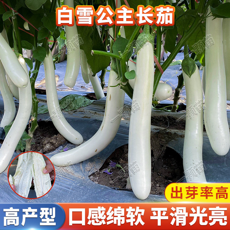 白茄子种子种籽 高产细长茄子种四季蔬菜种孑大全庭院盆栽春季