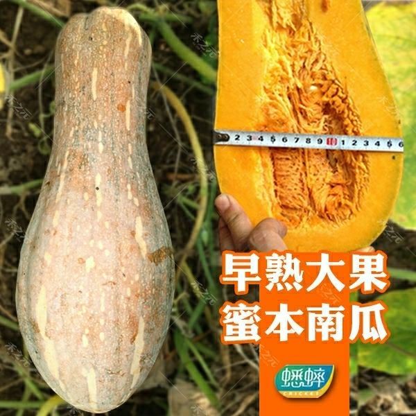 蜜本南瓜种子超甜粉甜秘本密本南瓜种子家庭园艺蔬菜种子四季种