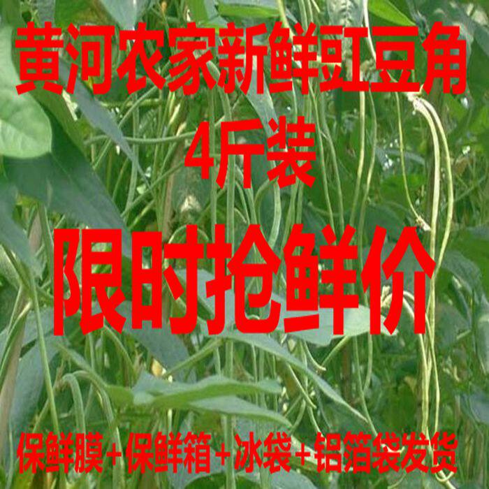黄河农家自种露天新鲜蔬菜豇豆长豆角 长豇豆 嫩豆角 现摘4斤包邮