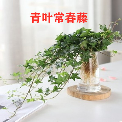 金边常春藤办公室桌面水培植物 6颗包邮