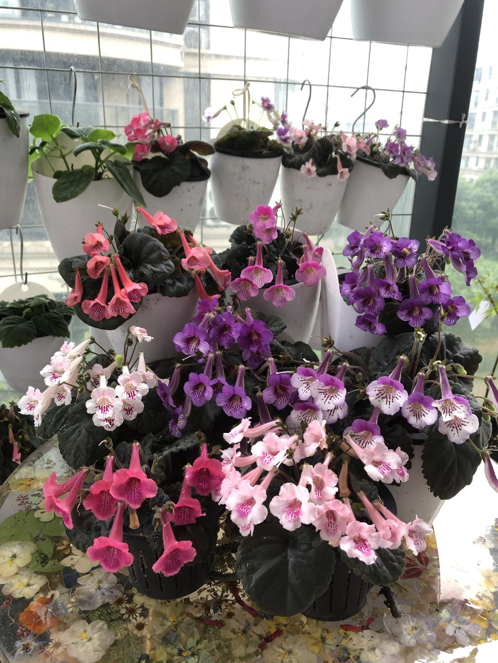 诗妍花缘迷岩套筒花迷你岩桐花苦苣苔科大花喜阴满38包邮
