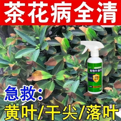 茶花病害专用药茶树黄叶病