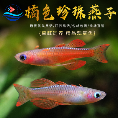 橘色橘红珍珠燕子霓虹燕子