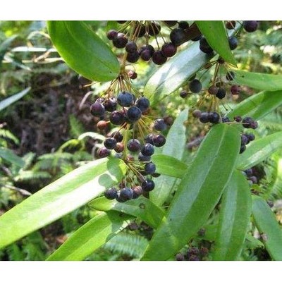 土茯苓种子Aichen/艾辰园艺