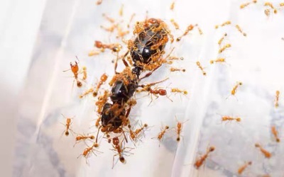 黑沟盲切叶蚁 大黑沟盲切叶蚁 蚂蚁聚来宝