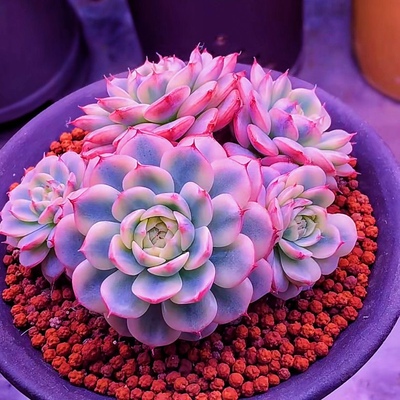 小贵货【姬莲锦】莲花座多肉植物雨燕荷花室内阳台办公室桌面盆栽