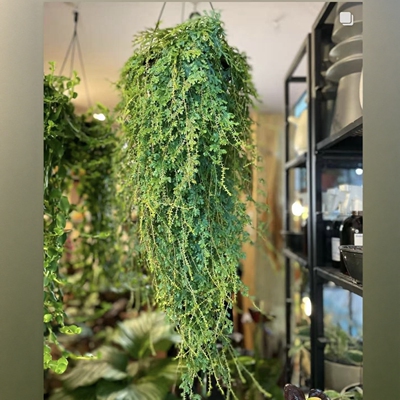 变色龙蕨翠云草会变色珊瑚藤蕨阳台花园庭院客厅植物可爬藤可垂吊