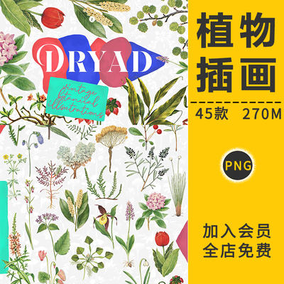 复古手绘植物花卉玫瑰花小清新草本树叶子插画PNG免抠图案PS素材