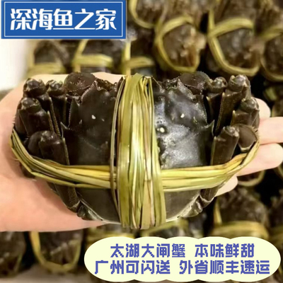 全母鲜活太湖大闸蟹 鲜甜满黄活蟹 吃蟹正当季 3只起拍