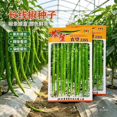 农望2355线椒种子中辣顺直软皮辣椒种子杂交一代条椒香辣种籽春秋