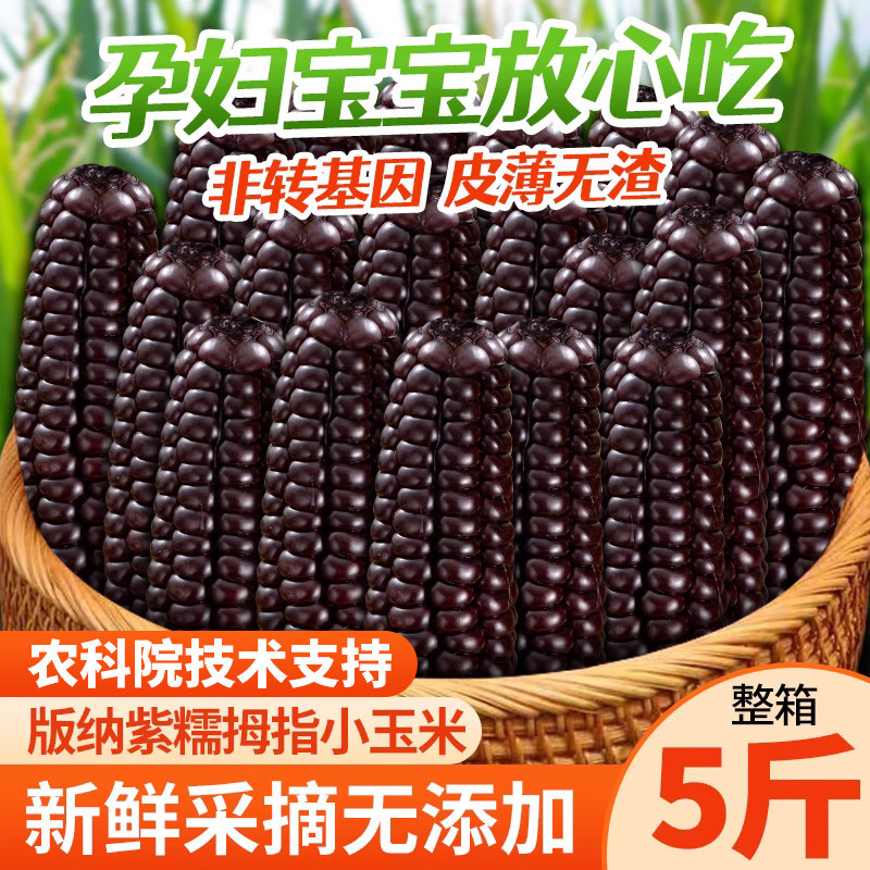 【优选】西双版纳拇指玉米即食紫糯新鲜黑糯小玉米棒代餐早餐sy
