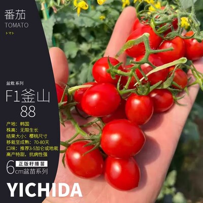 无限番茄苗YICHIDA进口品种小苗盆栽小番茄苗传家宝蔬菜西红柿苗