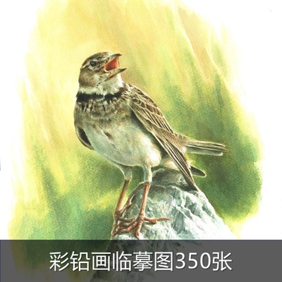 m185国外大师鸟类小鸟彩铅画手绘电子版绘画图片素材插画图集